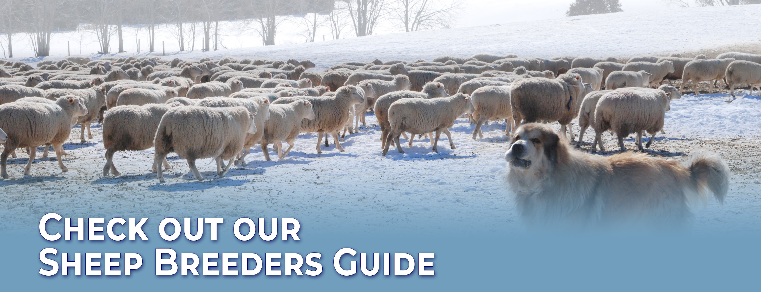 Canadian Arcott Sheep | Canadian Co-operative Wool Growers Limited